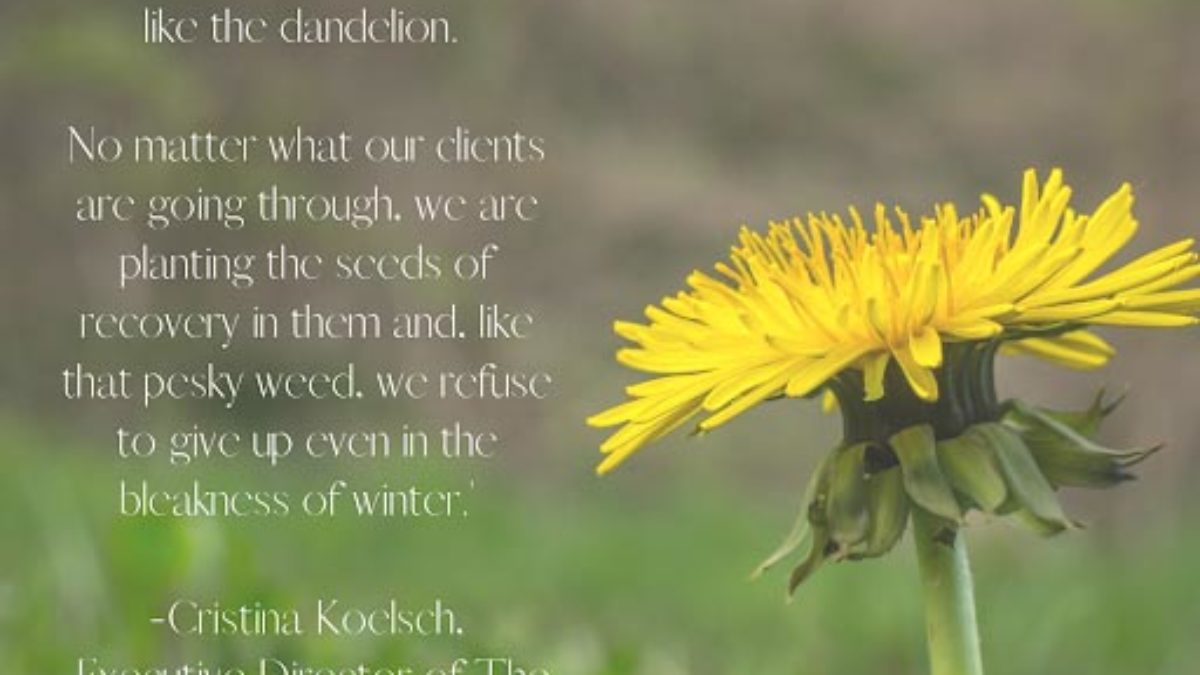 Dandelion Explained - Infoupdate.org